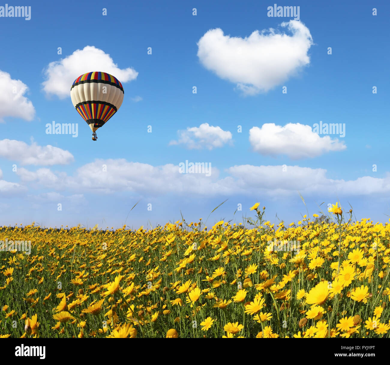 Over the blossoming field of flying a balloon Stock Photo - Alamy
