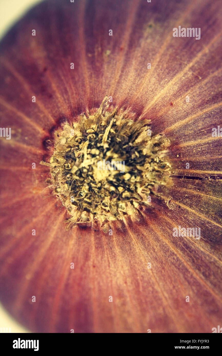 Bulb of onion Stock Photo - Alamy
