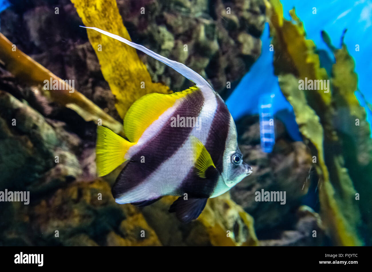 Exotic coral fish in aquarium Stock Photo - Alamy