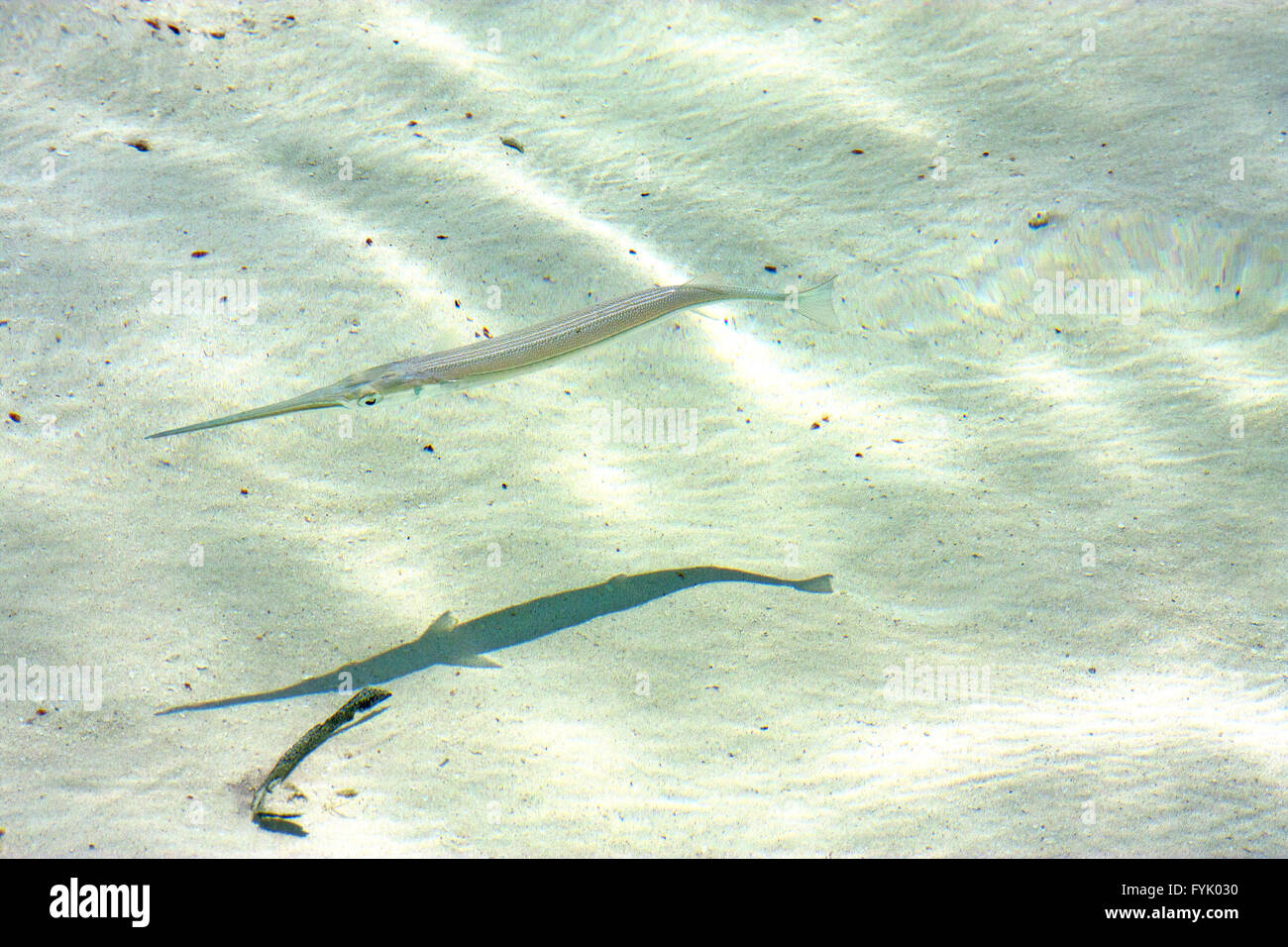 fish isla contoy in mexico and drop sunny wave Stock Photo - Alamy