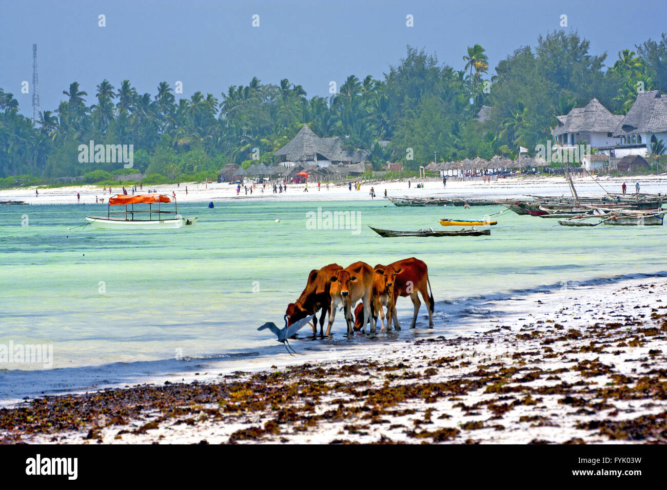 seaweed beach zanzibar cow Stock Photo - Alamy