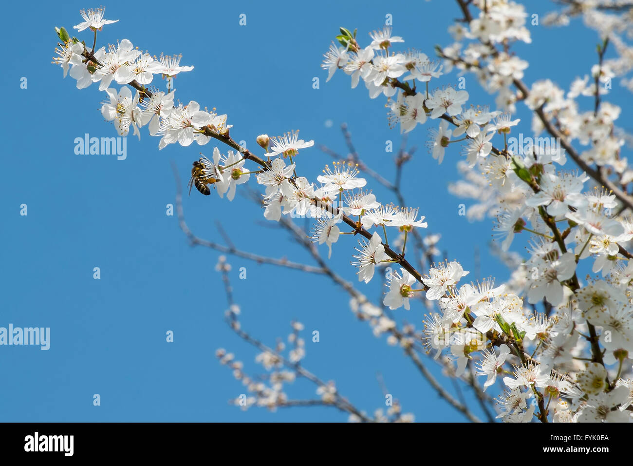 A bee on the flowers in spring Stock Photo - Alamy