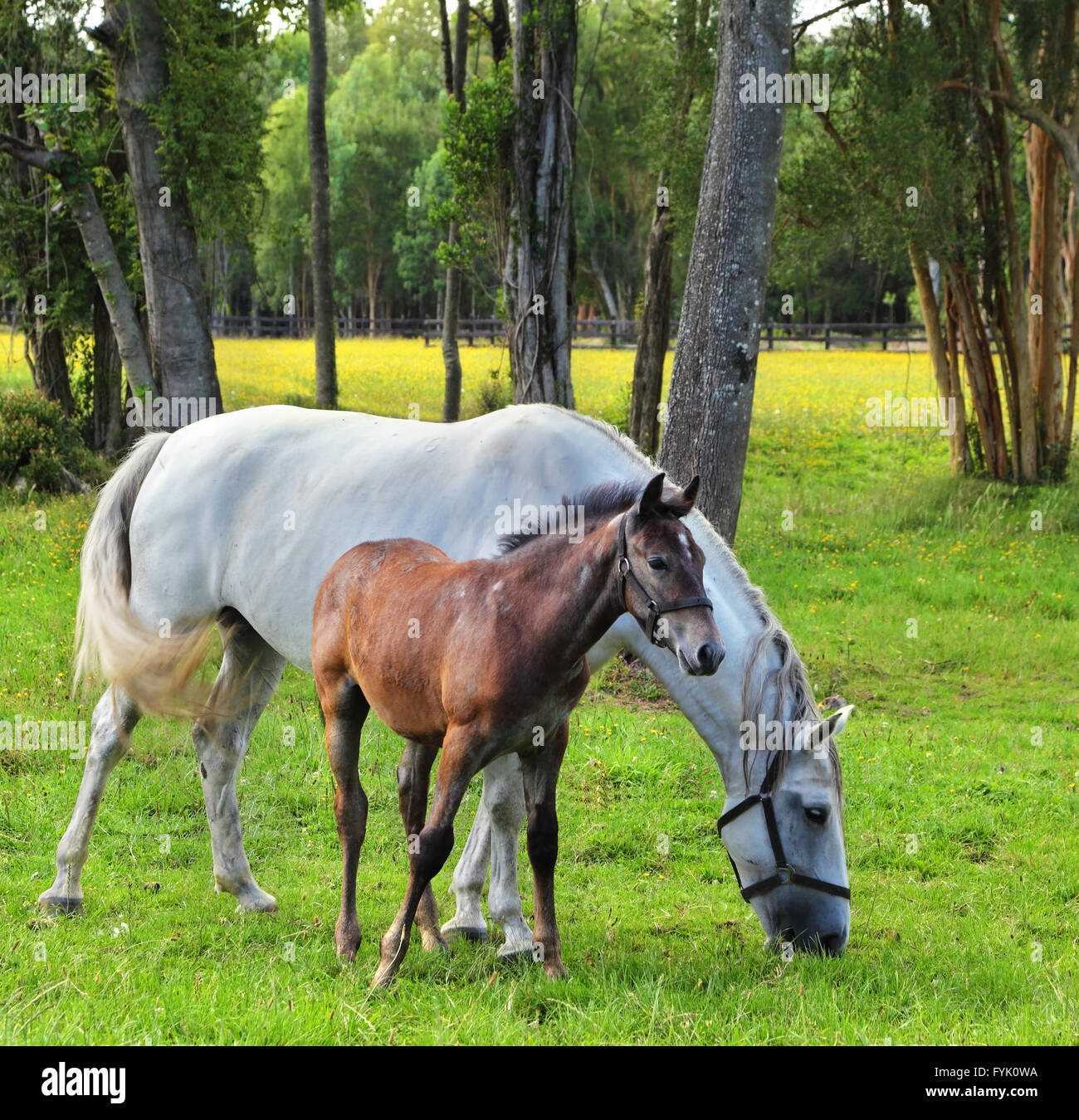 Board for cultivation of thoroughbred Arab racers Stock Photo - Alamy