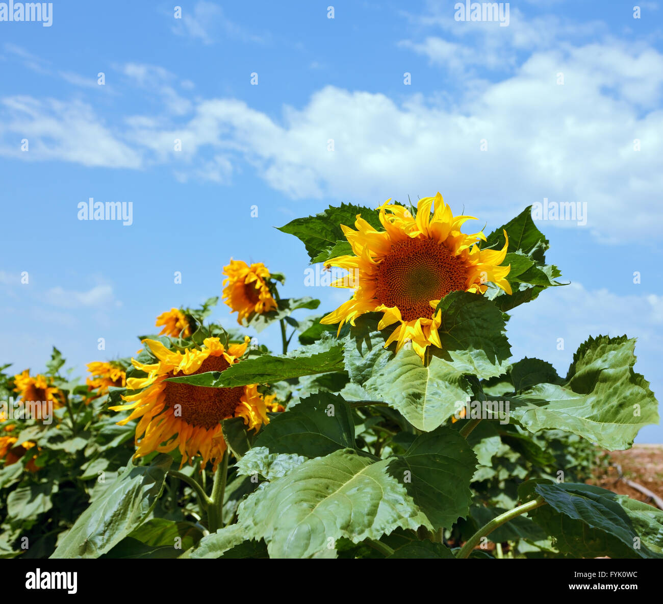 Photo of sunflower on a background of the sky Stock Photo - Alamy