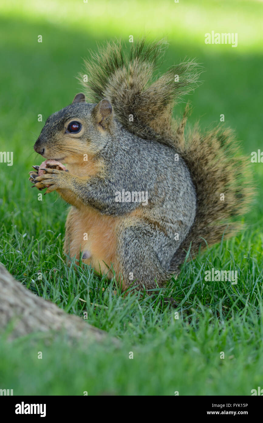 Closeup squirrel hi-res stock photography and images - Alamy