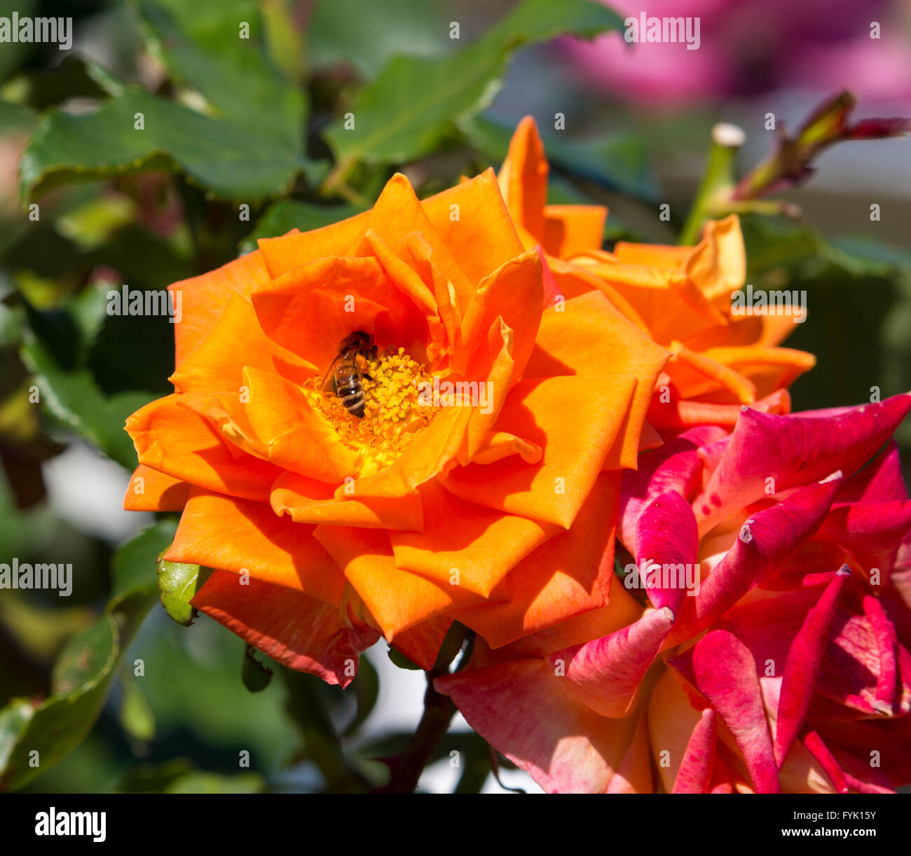 A busy honey bee gathers pollen from bright spicy fragranced vermilion ...