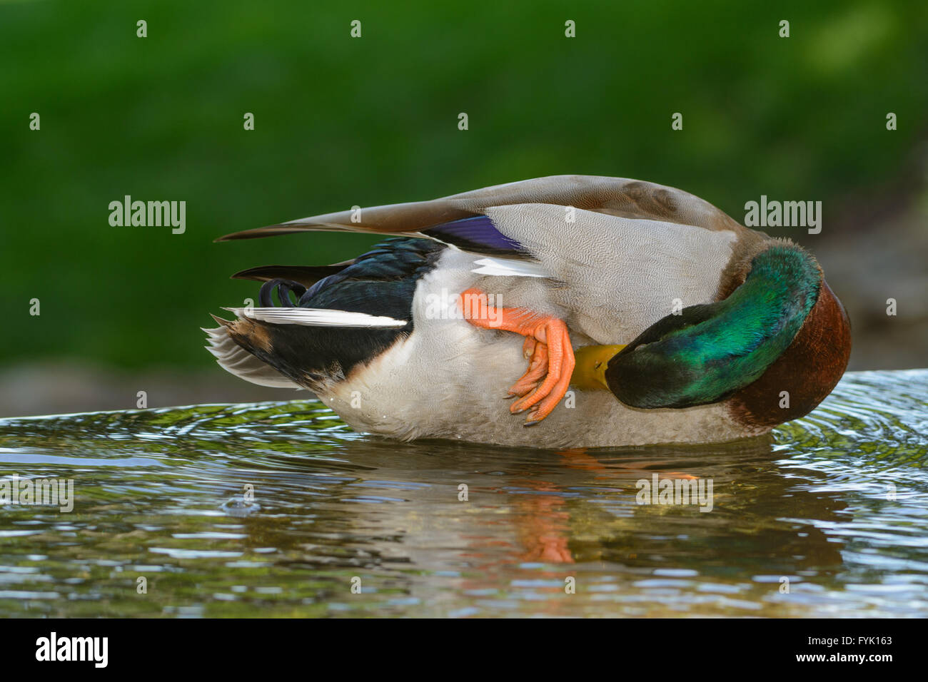 Green head mallard scratching itch with bill. Leg and orange web foot ...