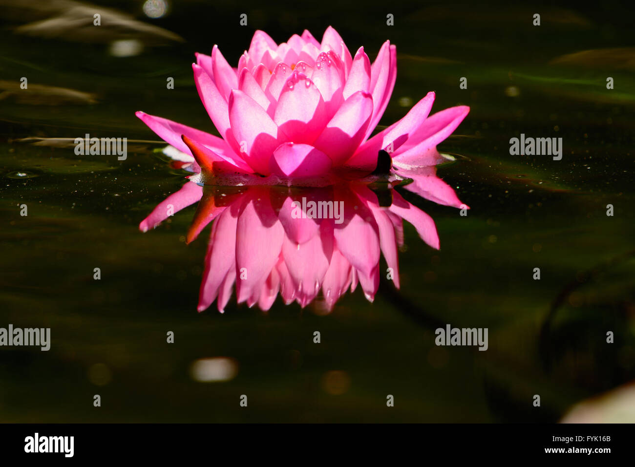 Single Pink Waterlily lotus flower with reflection floating in dark ...