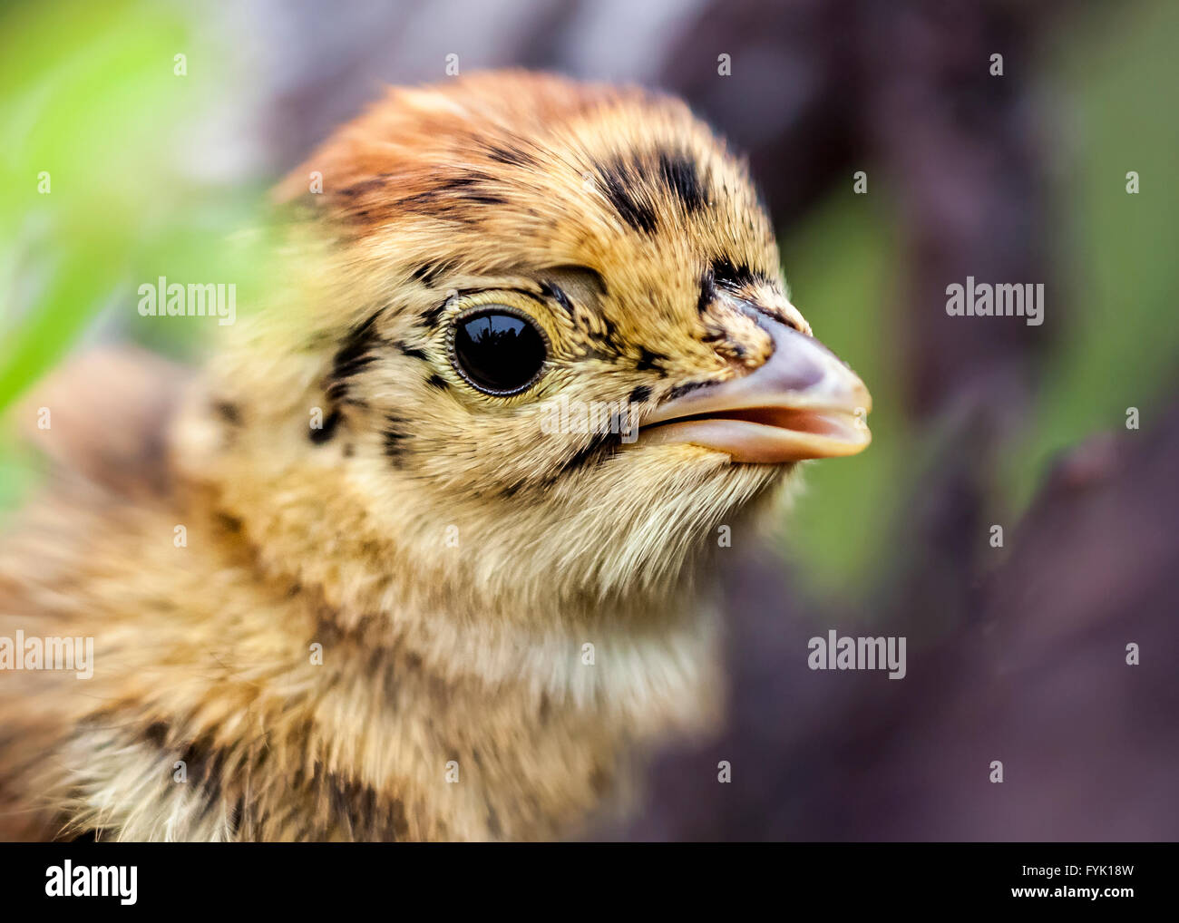 Black grouse chick (Lyrurus tetrix Stock Photo - Alamy