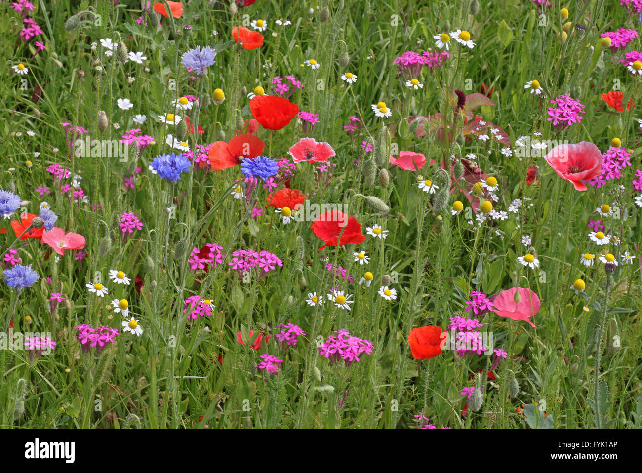 colorful meadow flowers at summer Stock Photo - Alamy