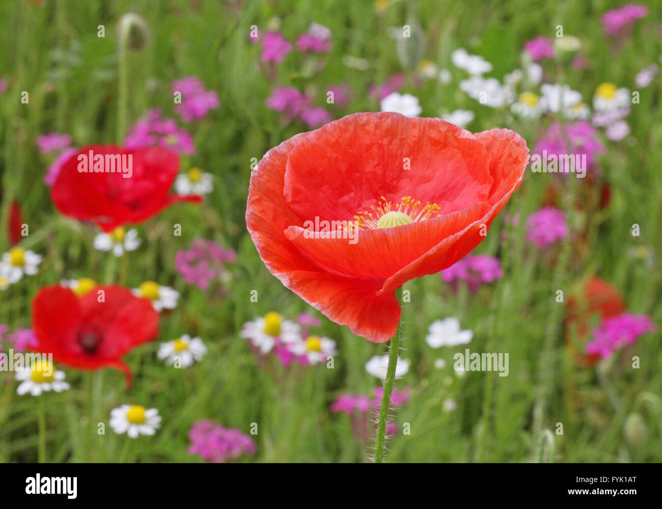 Garden red poppy hi-res stock photography and images - Alamy