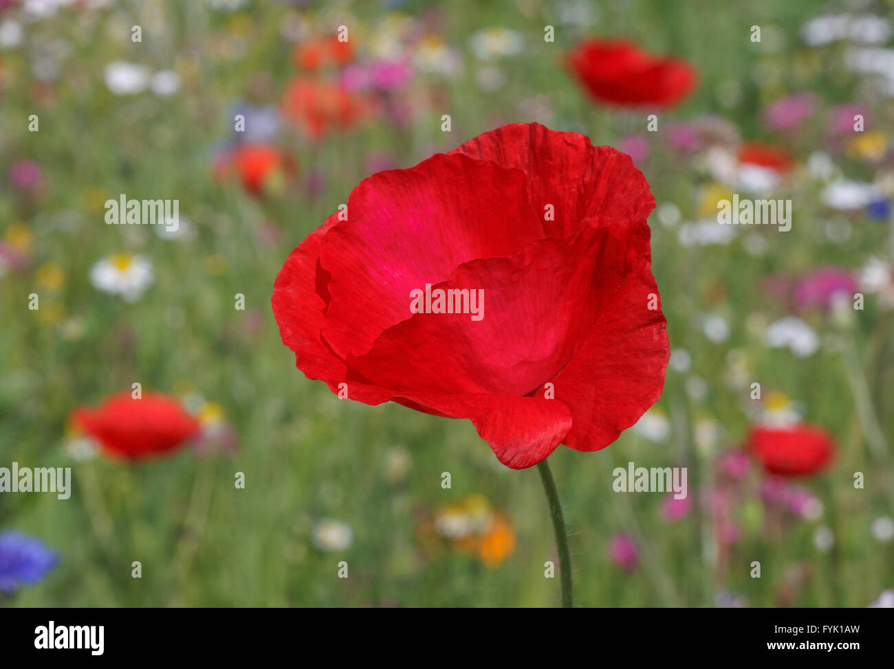Red poppy flowers green hi-res stock photography and images - Alamy