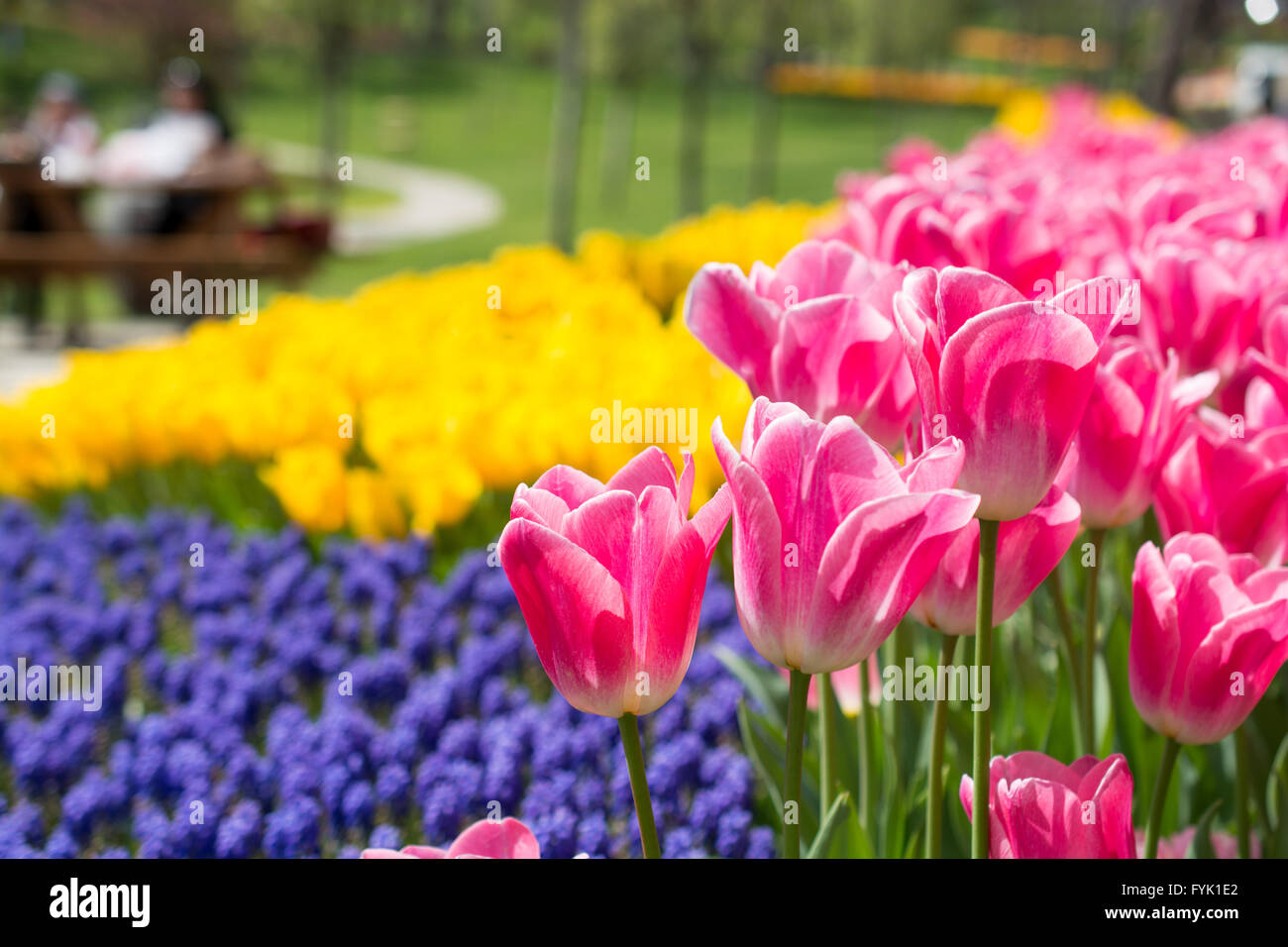 Tulip garden full of various colors of tulips in spring Stock Photo - Alamy