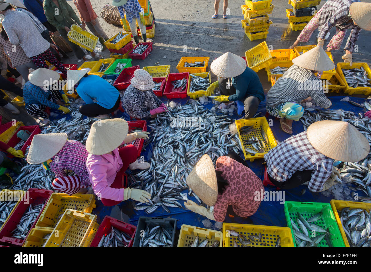 Vietnamese are working at a wholesale fish market, they get fresh fish ...