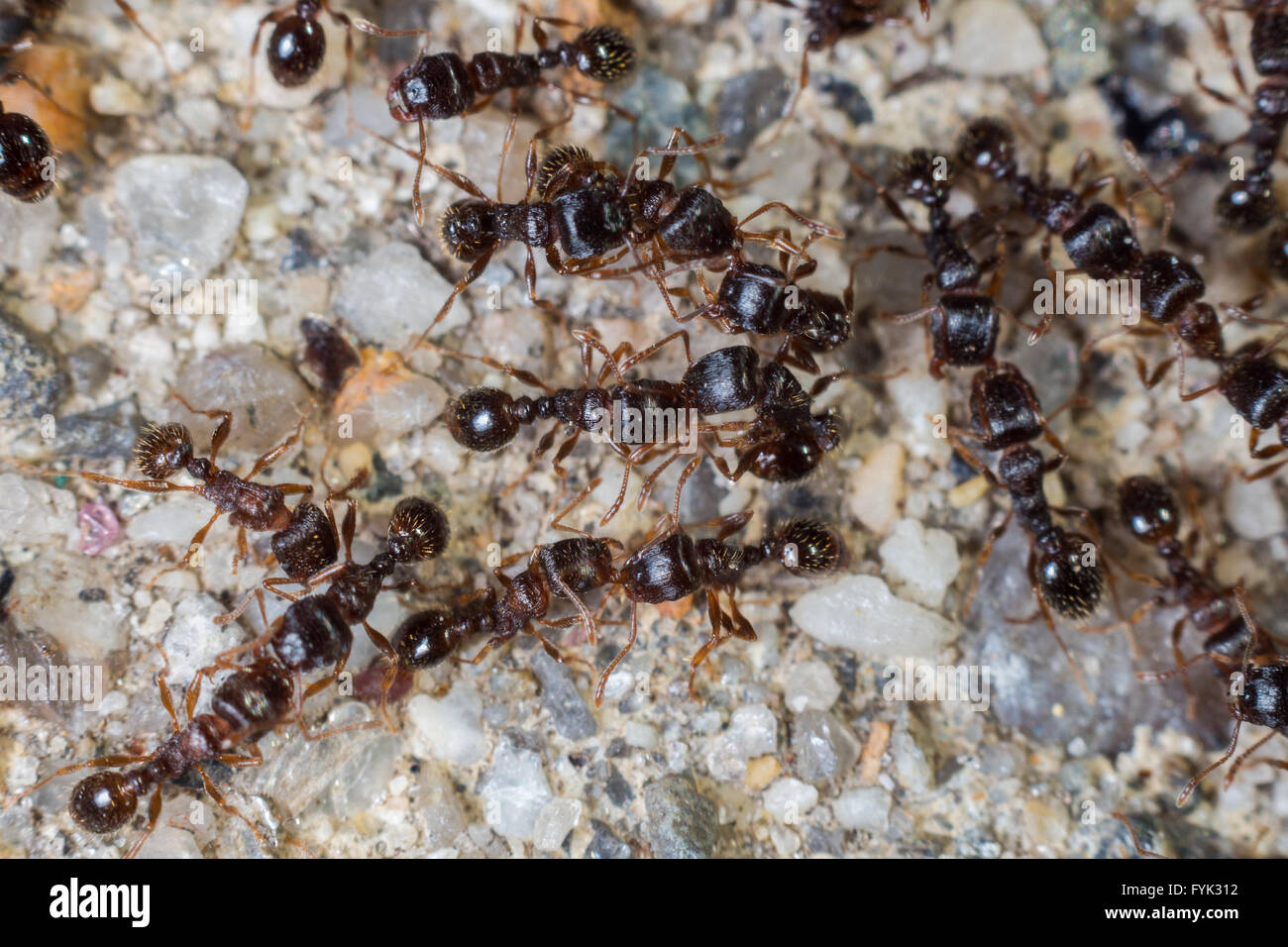 Black ants queen hi-res stock photography and images - Alamy