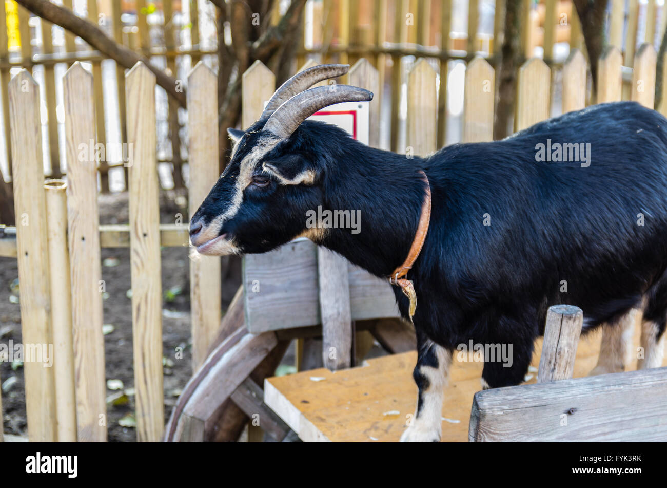 Goat running on the road Stock Photo - Alamy