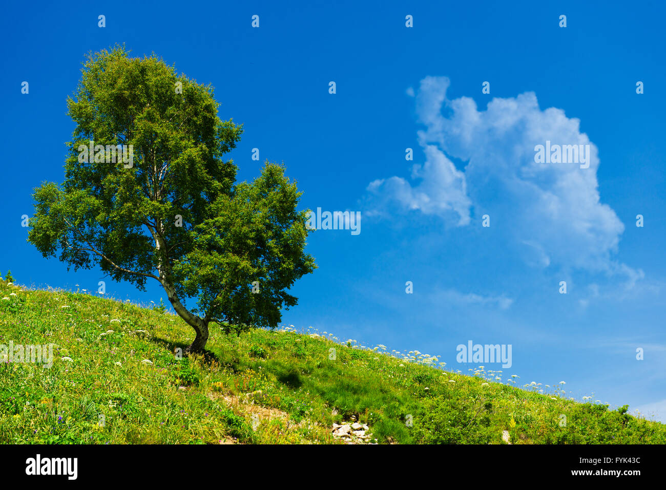 Green nature landscape Stock Photo - Alamy