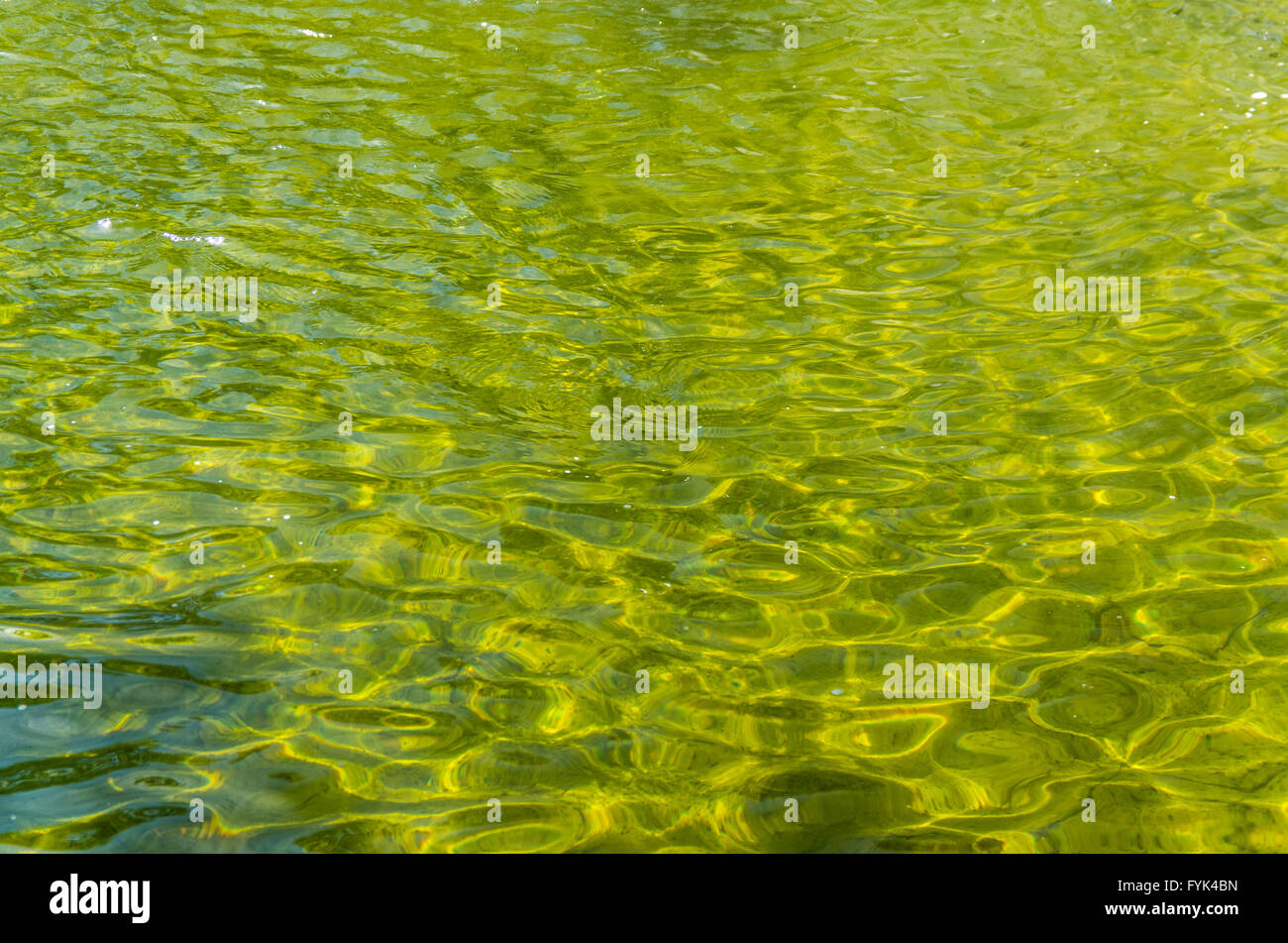 Pond with green water Stock Photo - Alamy