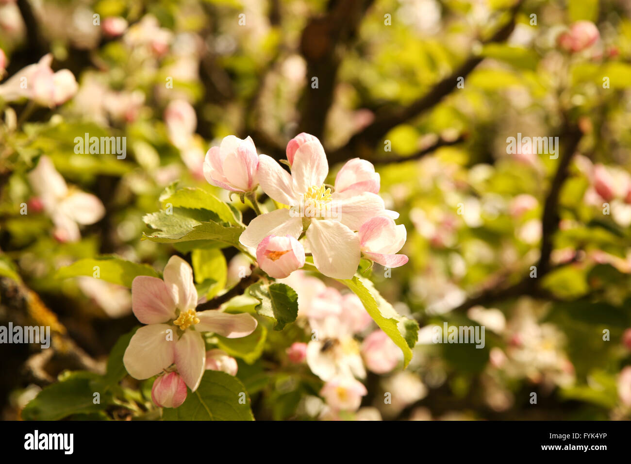 Blooming Apple tree Stock Photo - Alamy