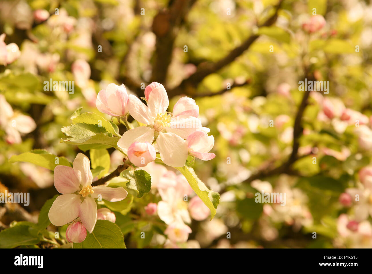Blooming Apple tree Stock Photo - Alamy