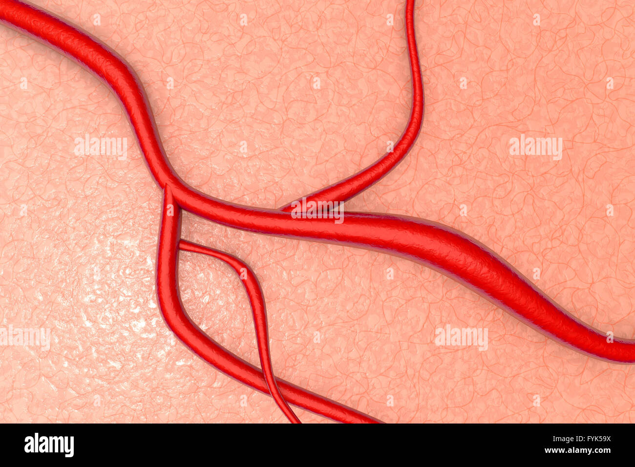 Blood Vessel - Vein Stock Photo - Alamy