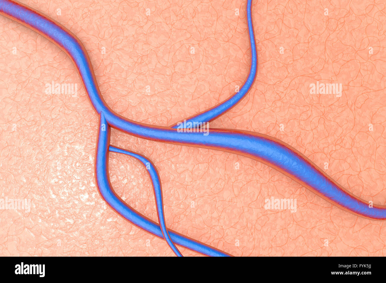 Blood Vessel - Artery Stock Photo - Alamy