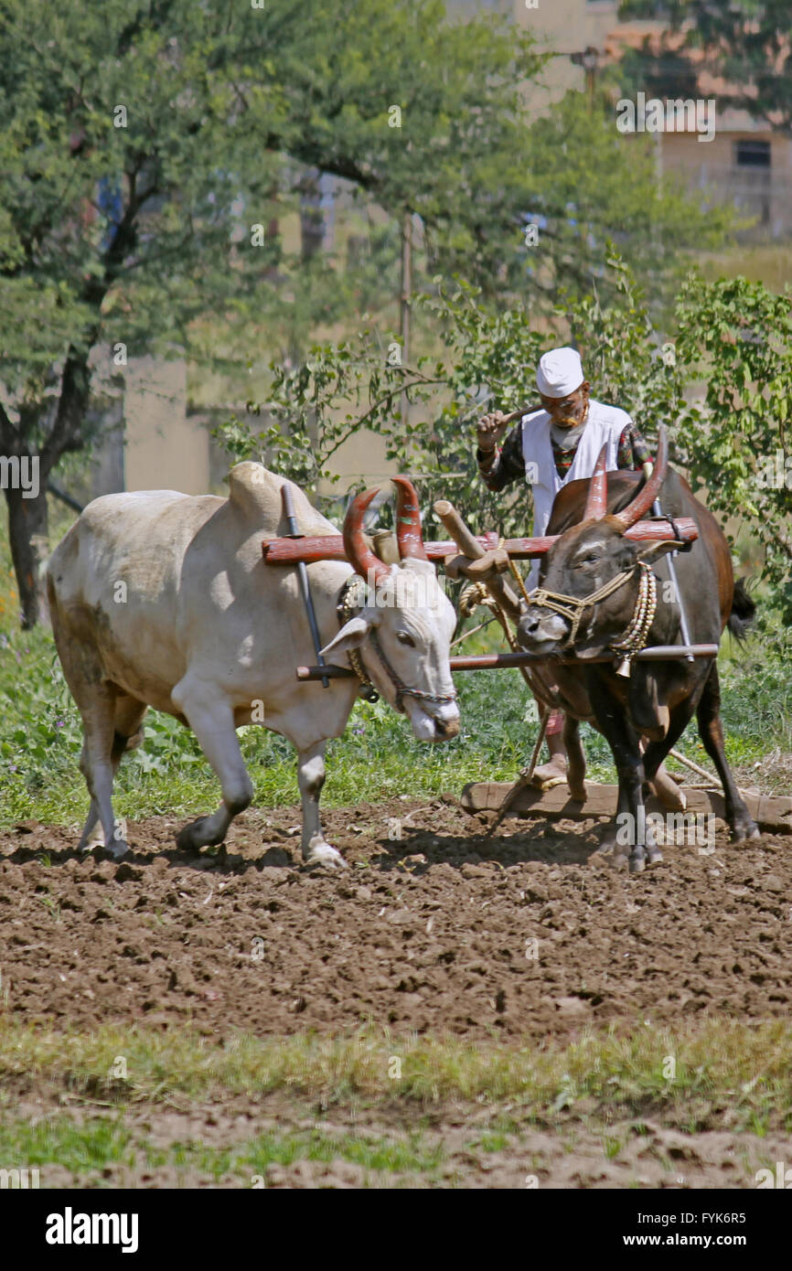 Farmer ploughing the field Stock Photo - Alamy
