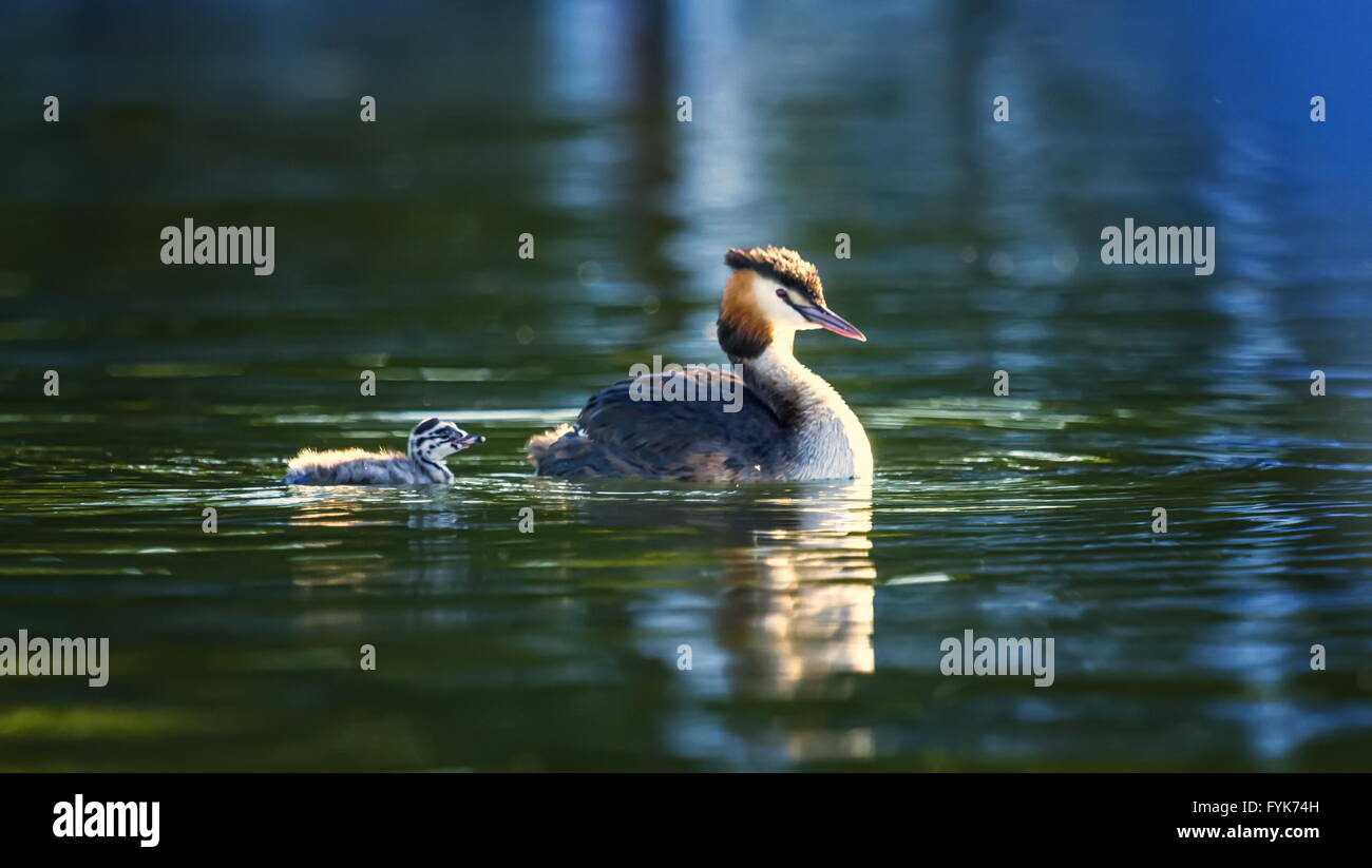 Crested grebe, podiceps cristatus, duck and baby Stock Photo - Alamy