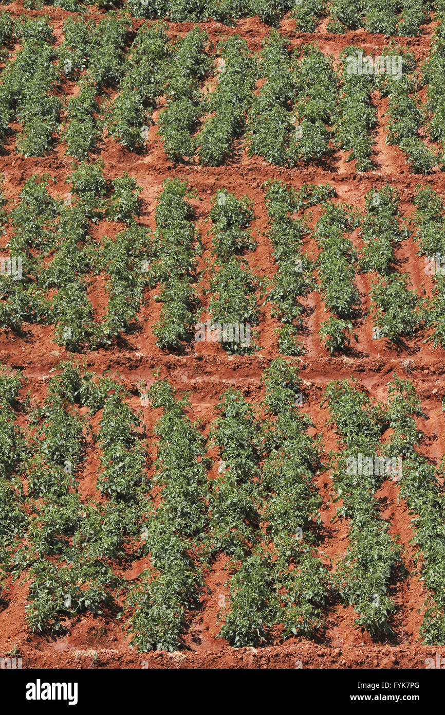 Tomato field hi-res stock photography and images - Alamy