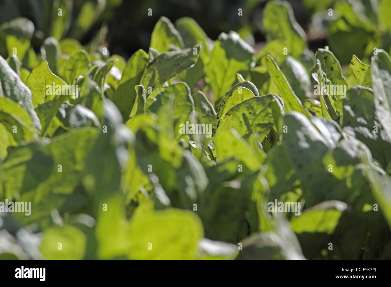 Field of spinach hi-res stock photography and images - Alamy