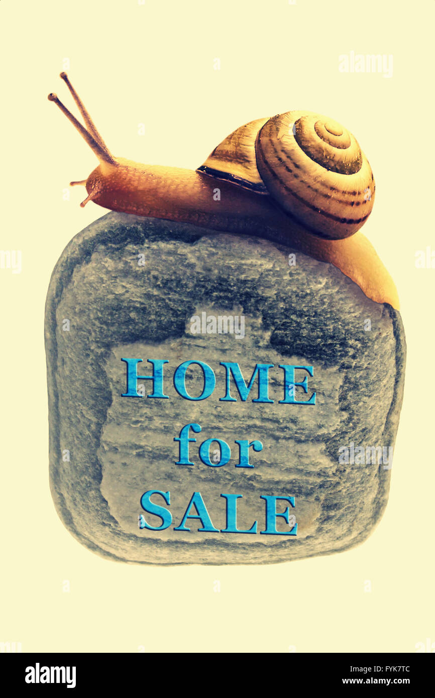 Translucent snail hi-res stock photography and images - Alamy