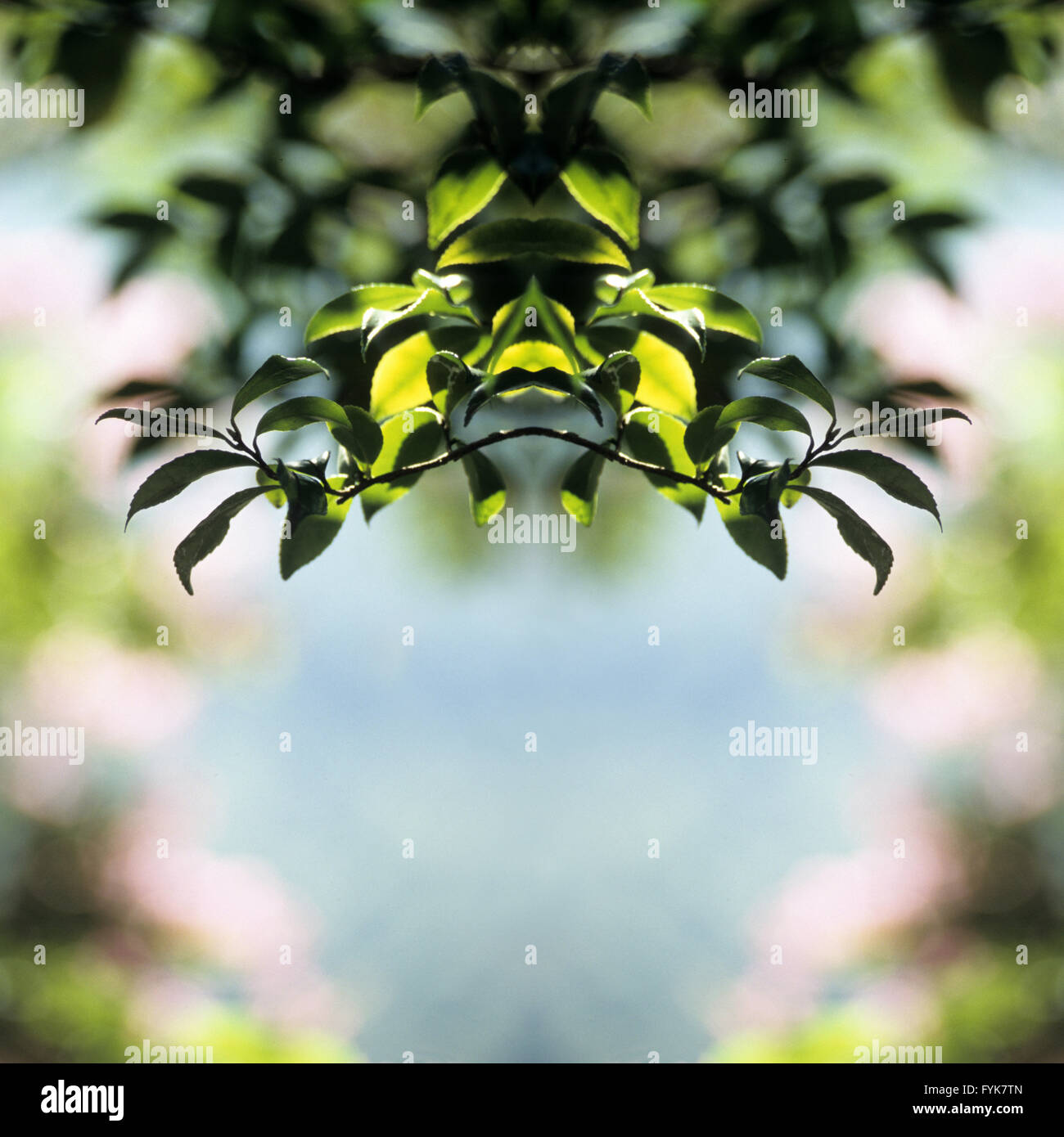 Symmetrie hintergrund hi-res stock photography and images - Alamy