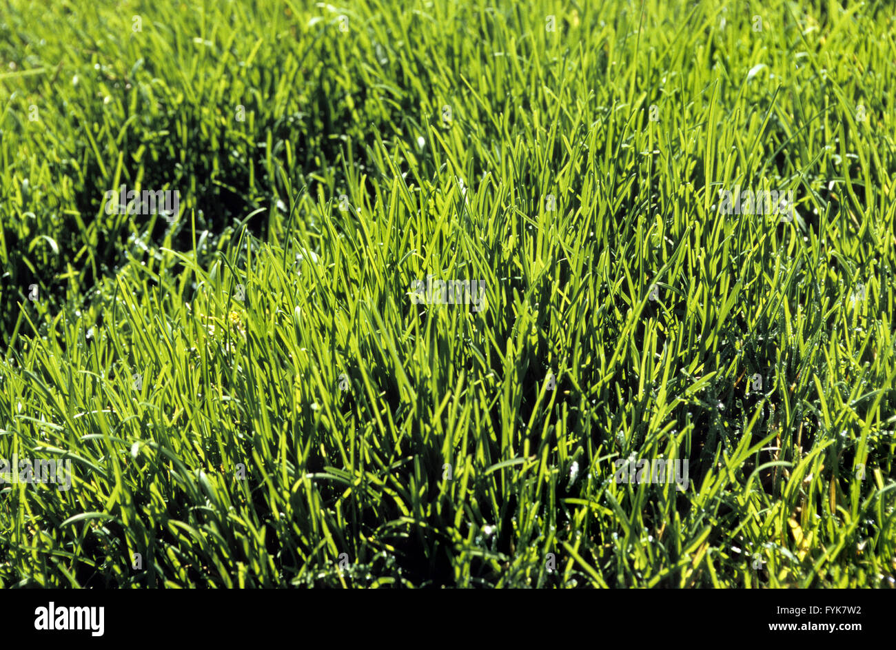 Grass area, lawn Stock Photo - Alamy