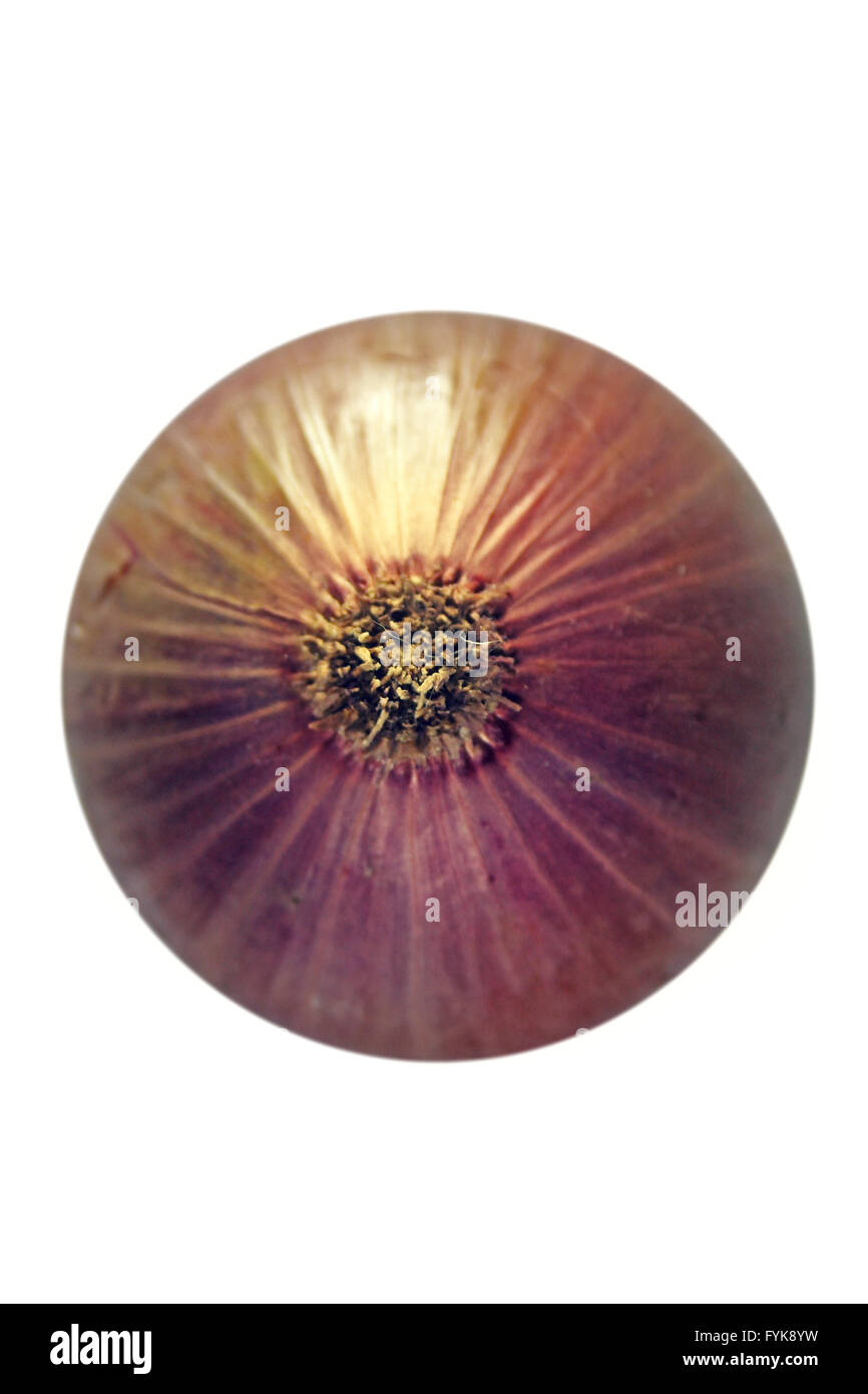 Bulb of onion Stock Photo - Alamy