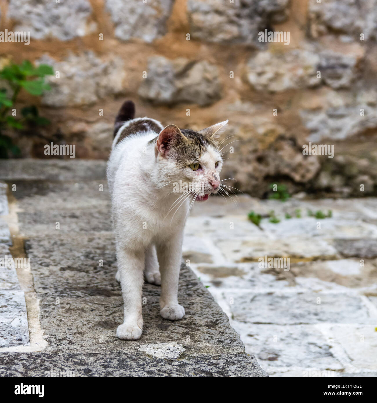 Street cat portrait Stock Photo - Alamy