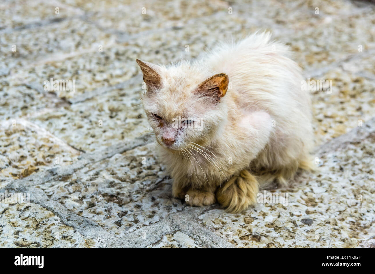 Street cat portrait Stock Photo - Alamy