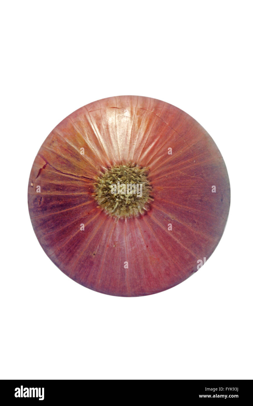 Bulb of onion Stock Photo - Alamy