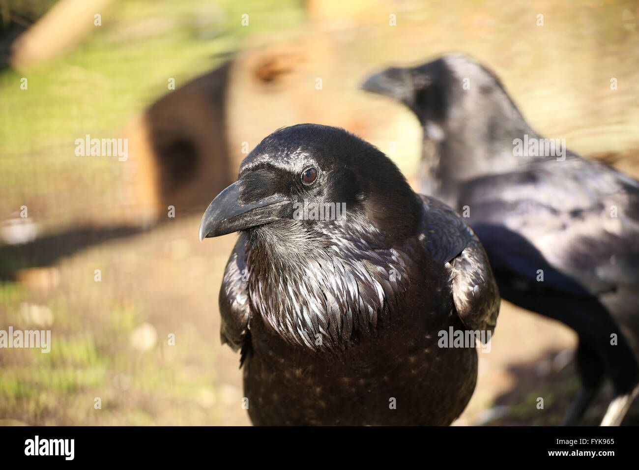 Scaven hi-res stock photography and images - Alamy