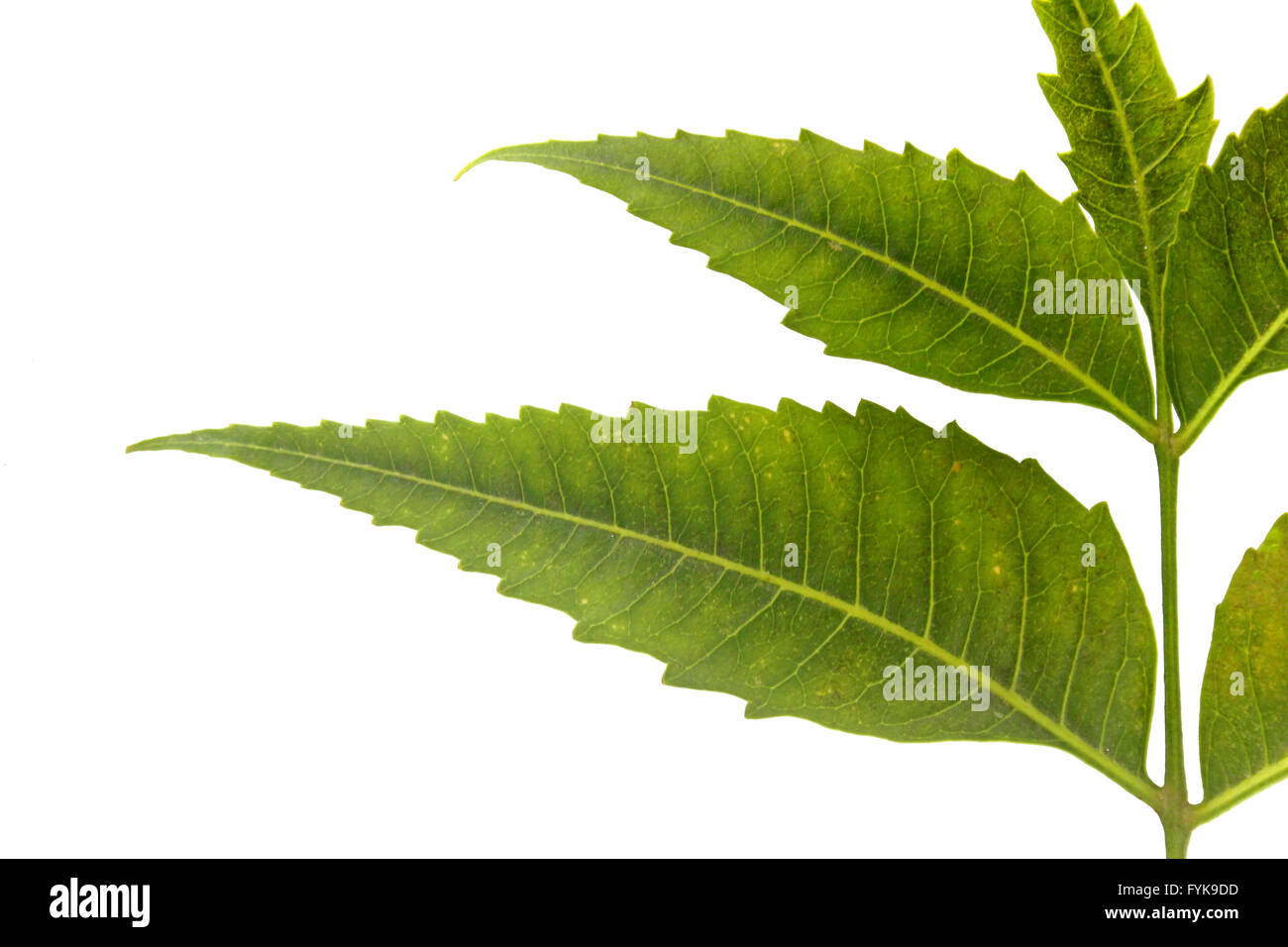 Single Neem Leaf