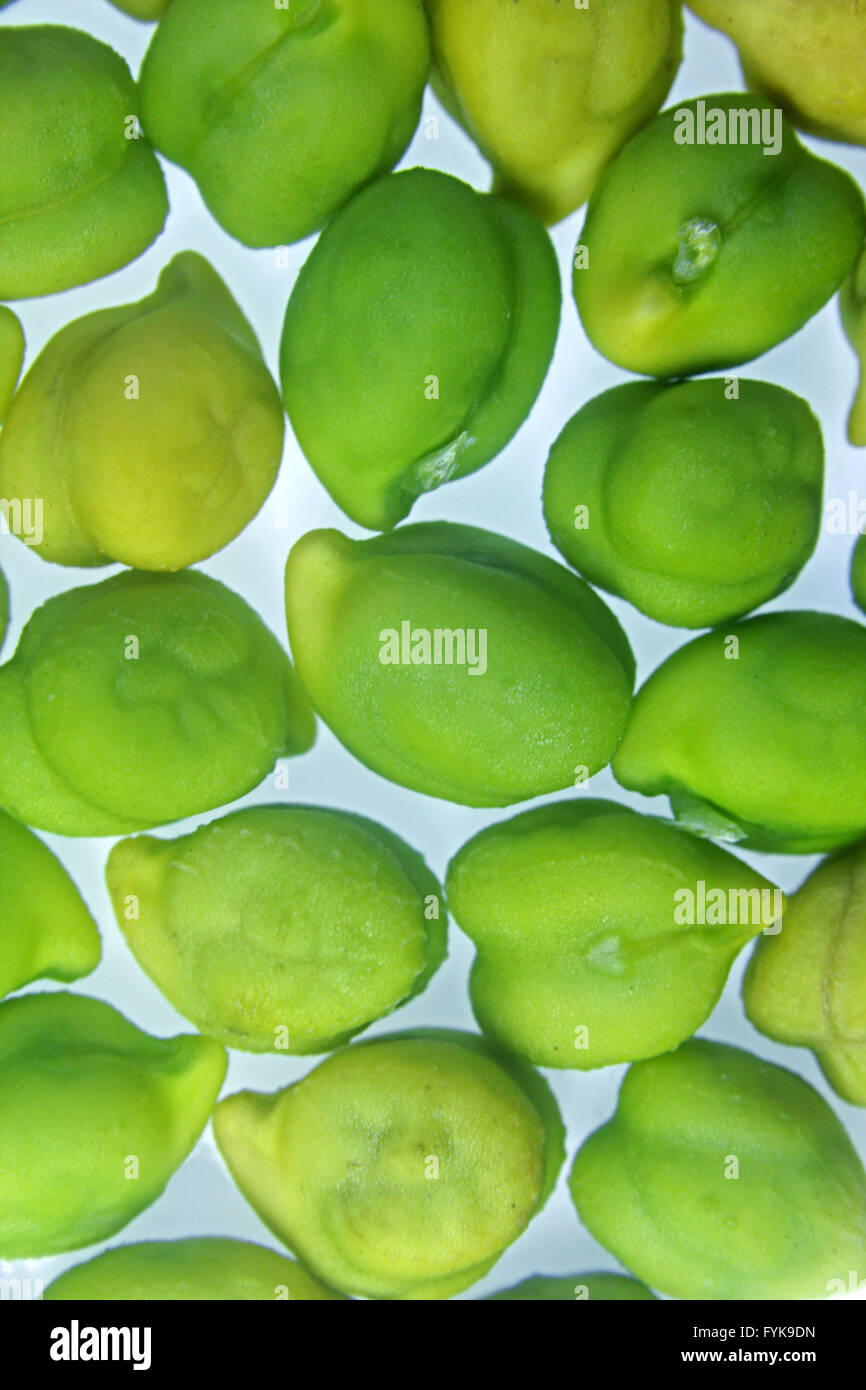 Green bengal gram cicer arietinum hi-res stock photography and images ...