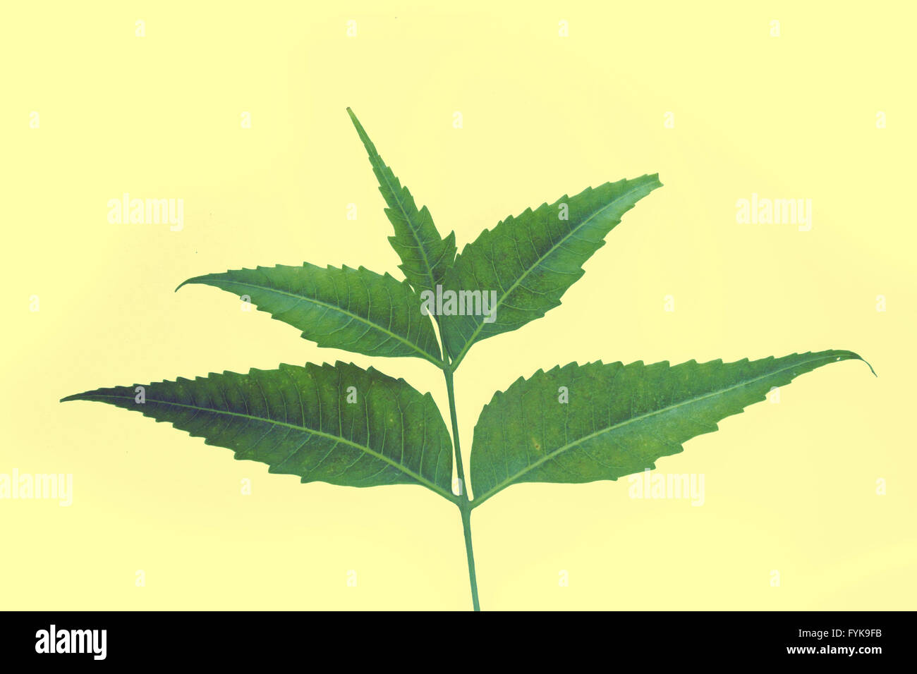 Medicinal Neem leaves-Azadirachta indica Stock Photo - Alamy