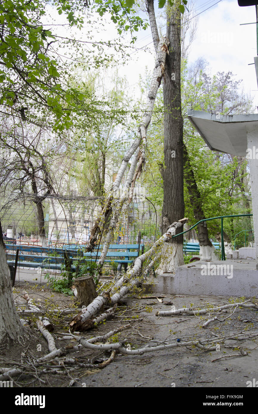 tree broke and fell on gazebo in front of entrance Stock Photo - Alamy