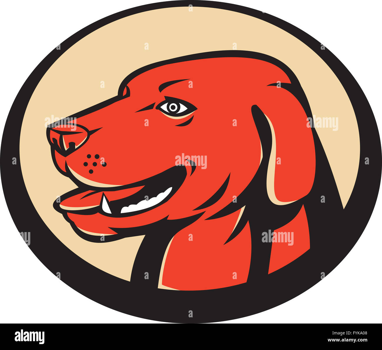 Labrador Golden Retriever Dog Head Stock Photo - Alamy