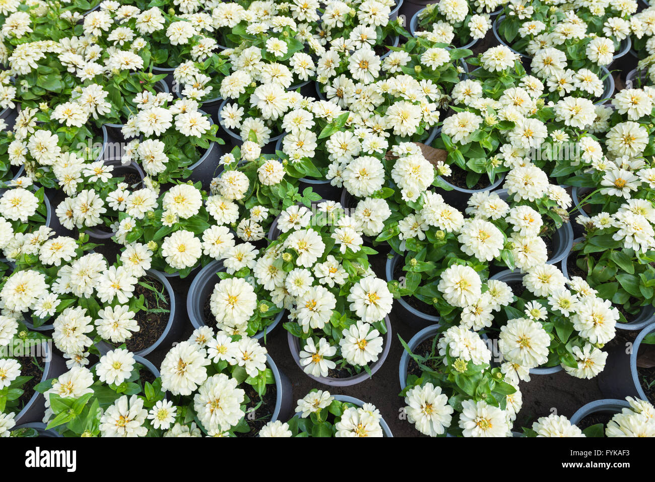 white flowers in pots Stock Photo - Alamy
