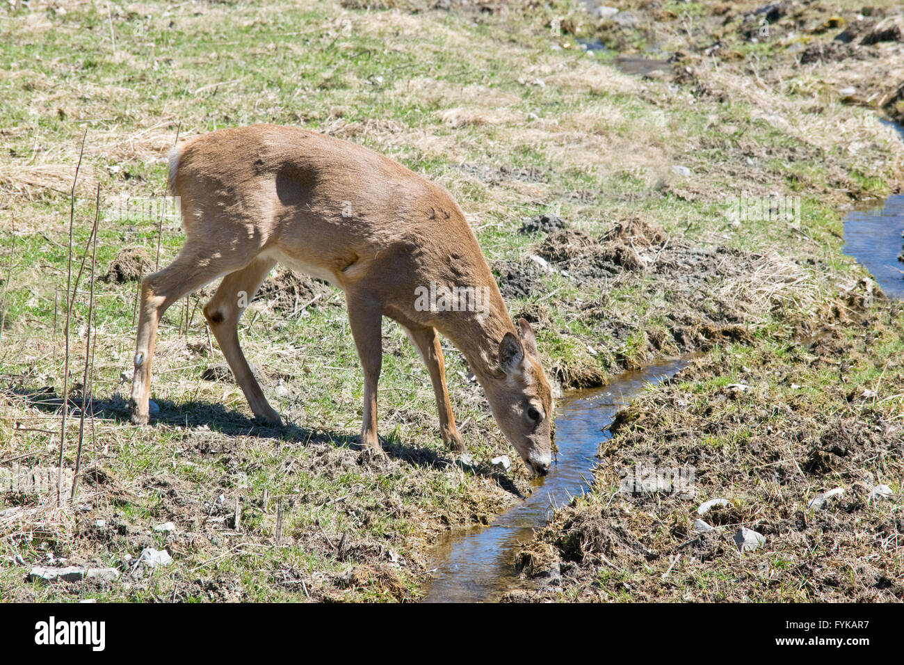 Deer drinking stream hi-res stock photography and images - Alamy
