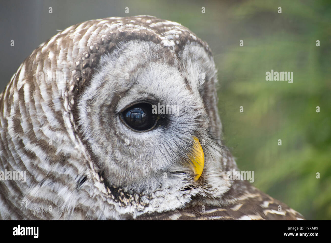 Barred owl canada hi-res stock photography and images - Alamy