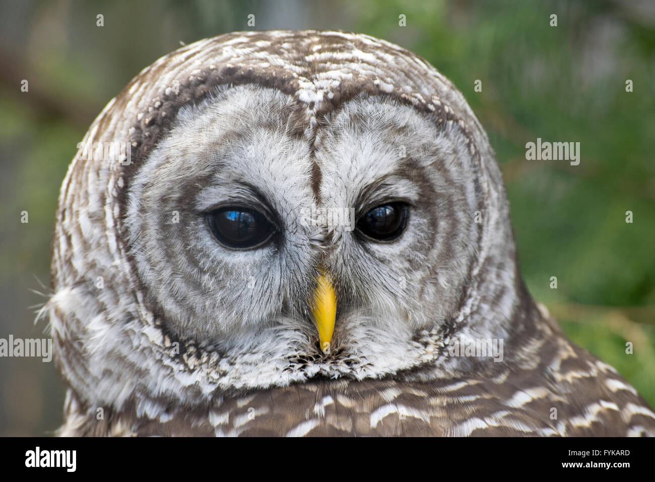 Barred owl canada hi-res stock photography and images - Alamy