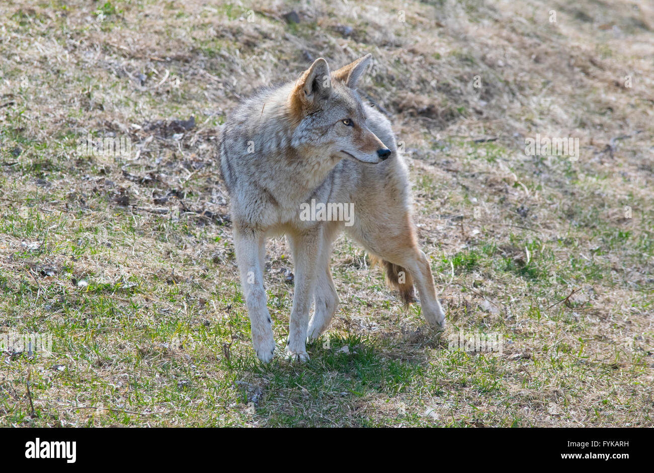 A Coyote in spring Stock Photo - Alamy