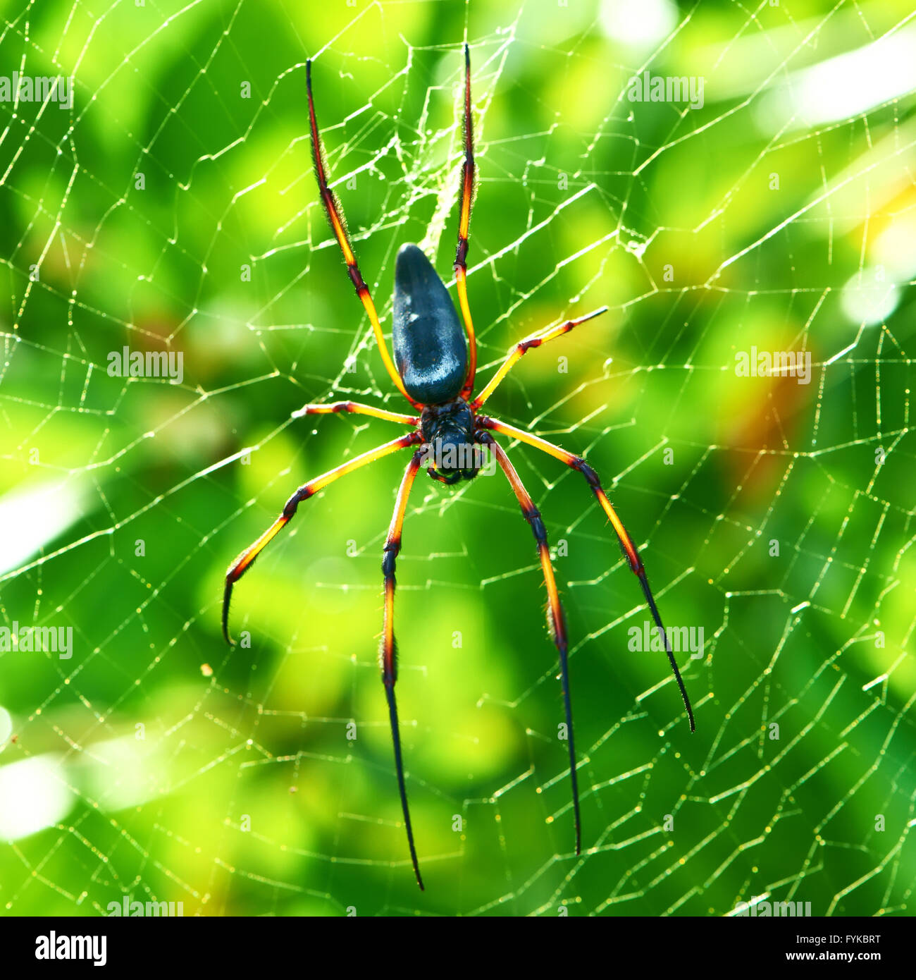 Giant wood spider - Nephila maculata / nephila pilipes Stock Photo - Alamy