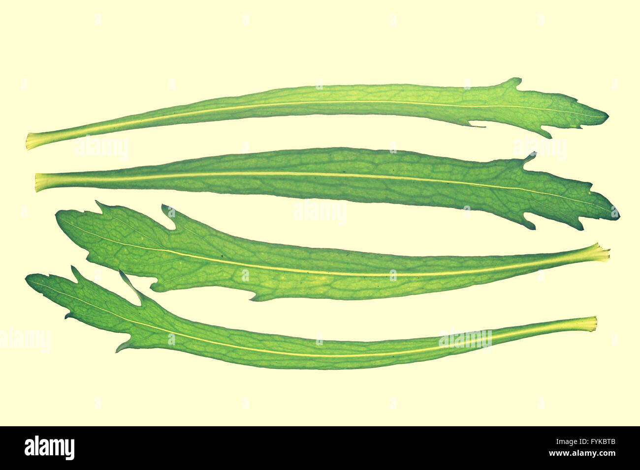 Oxeye Daisy Leaves Stock Photo - Alamy